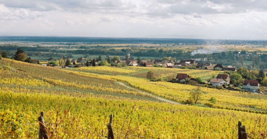 Mittelbergheim, l’irréductible | Mint Magazine