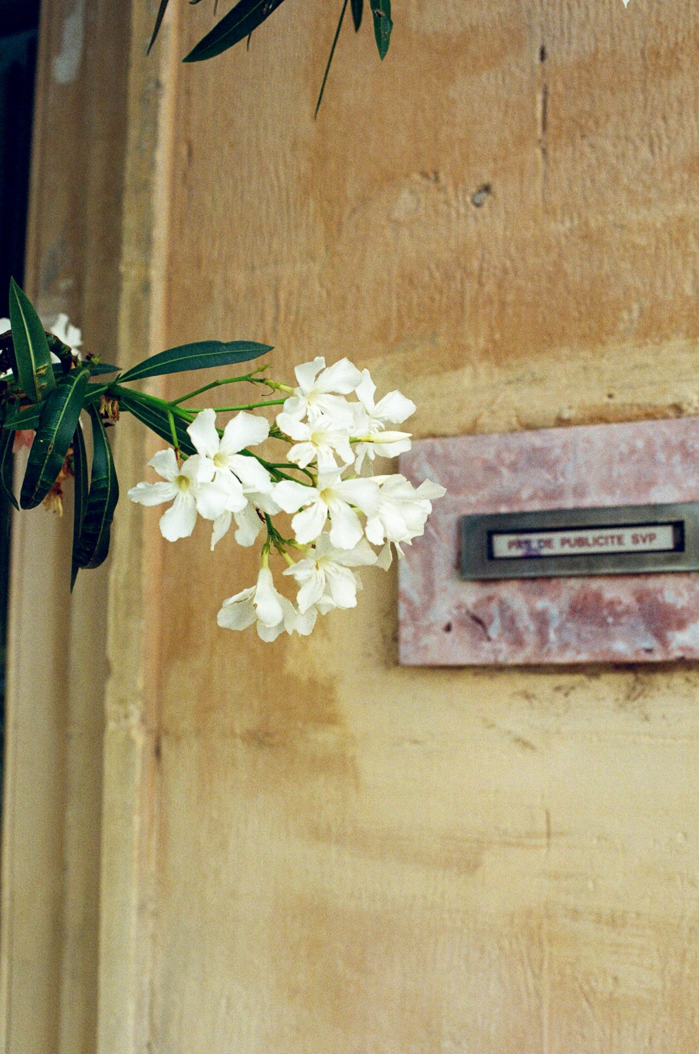 Les adresses arlésiennes de Julia Mitton | Mint Magazine