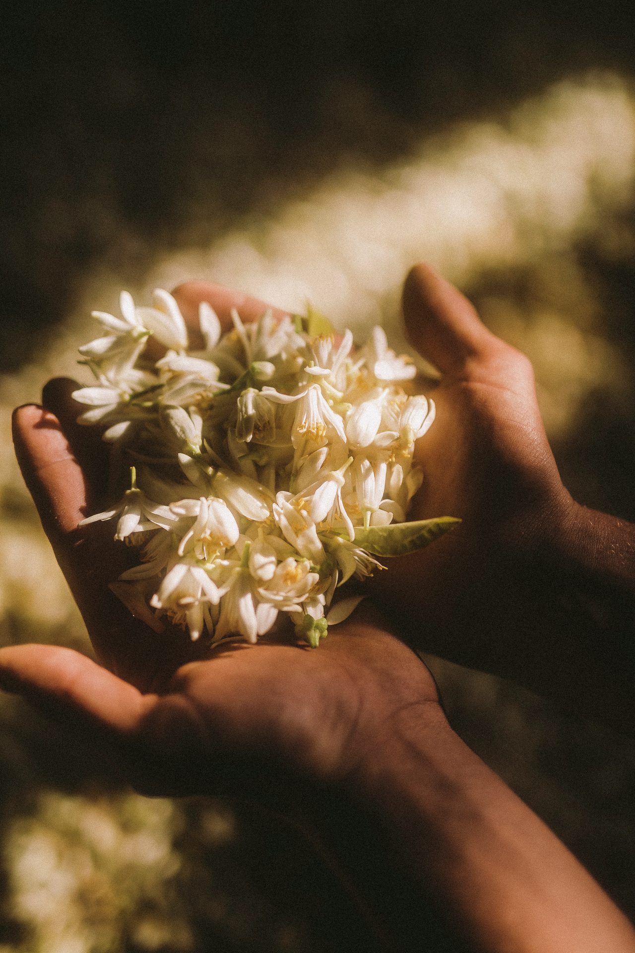 Chanel célèbre la fleur d'oranger dans un jardin éphémère à Paris ...